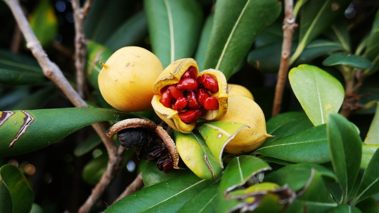 Nature in Majorca - animals in Majorca - fauna and flora of the Baleares