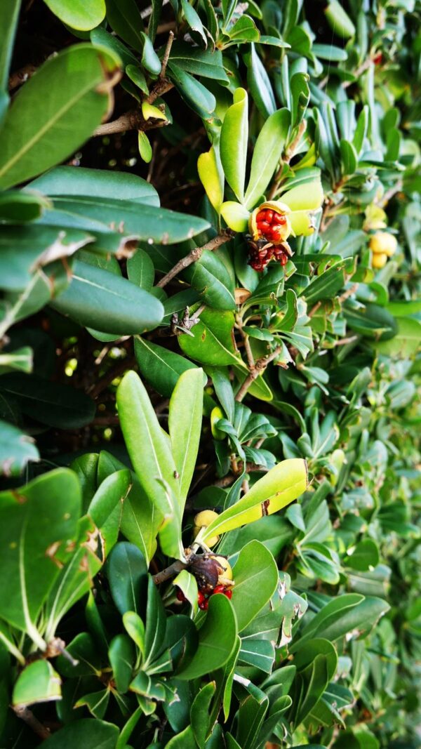 Nature in Majorca - animals in Majorca - fauna and flora of the Baleares