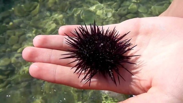 Nature in Majorca - animals in Majorca - fauna and flora of the Baleares