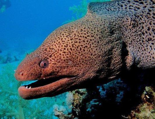 Dangerous animals in Majorca - dangers in Majorca.