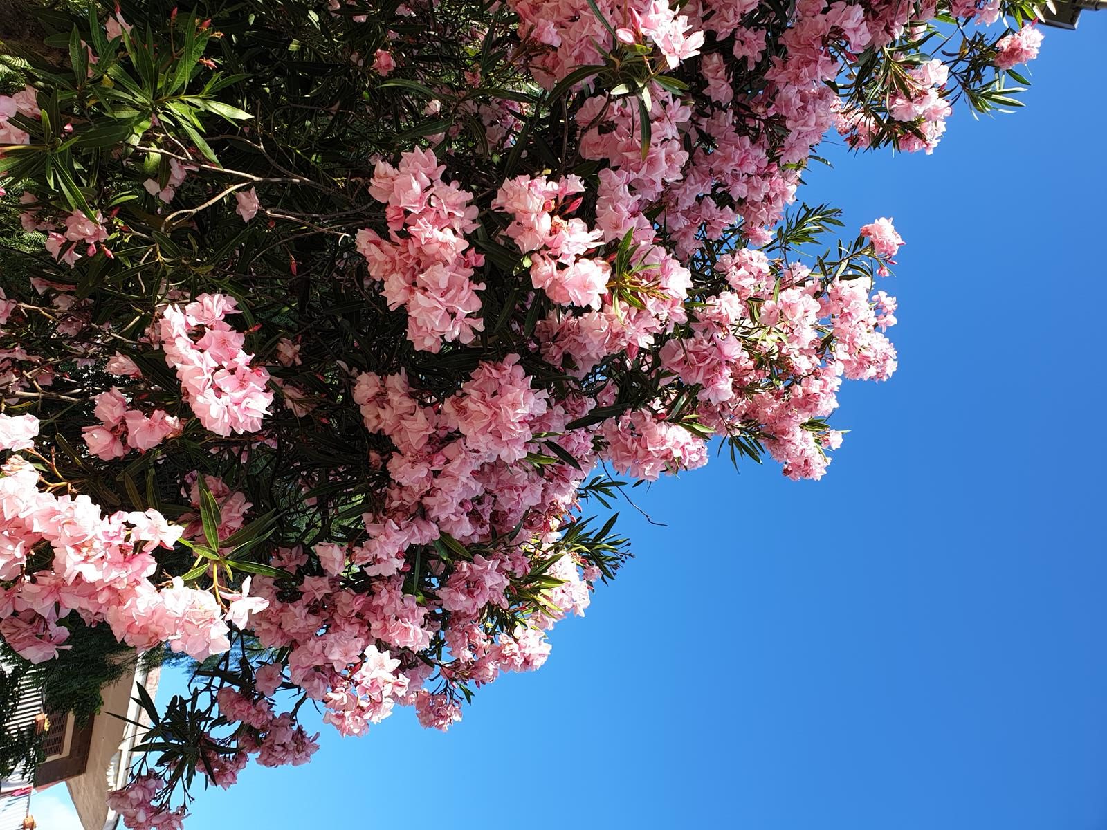 Nature in Majorca - animals in Majorca - fauna and flora of the Baleares