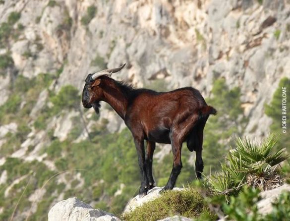 Nature in Majorca - animals in Majorca - fauna and flora of the Baleares